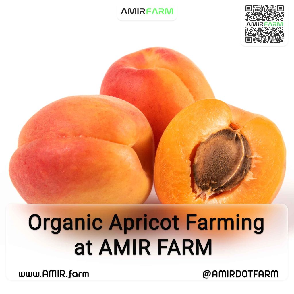 Discover the Future of Organic Apricot Farming at Amir Farm - AMIR🟢FARM