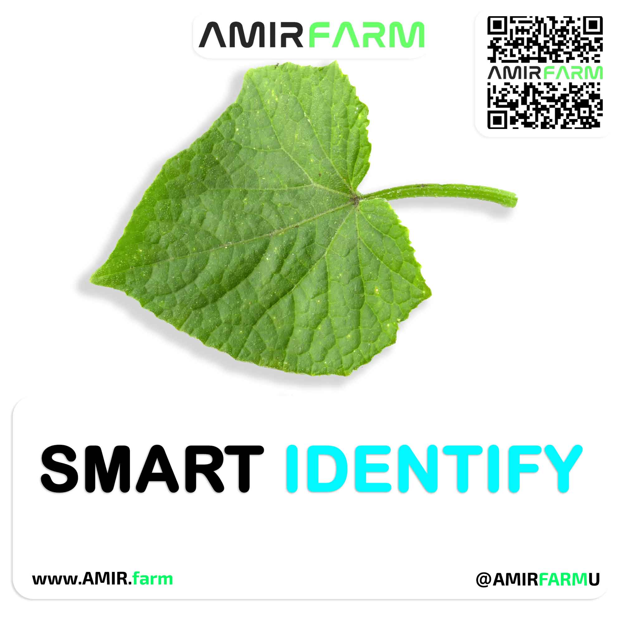 IDENTIFY - 🟢 AMIR FARM 🟢