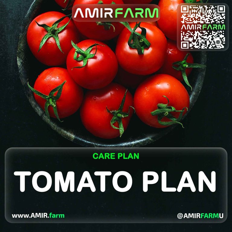 ACADEMY - AMIR🟢FARM