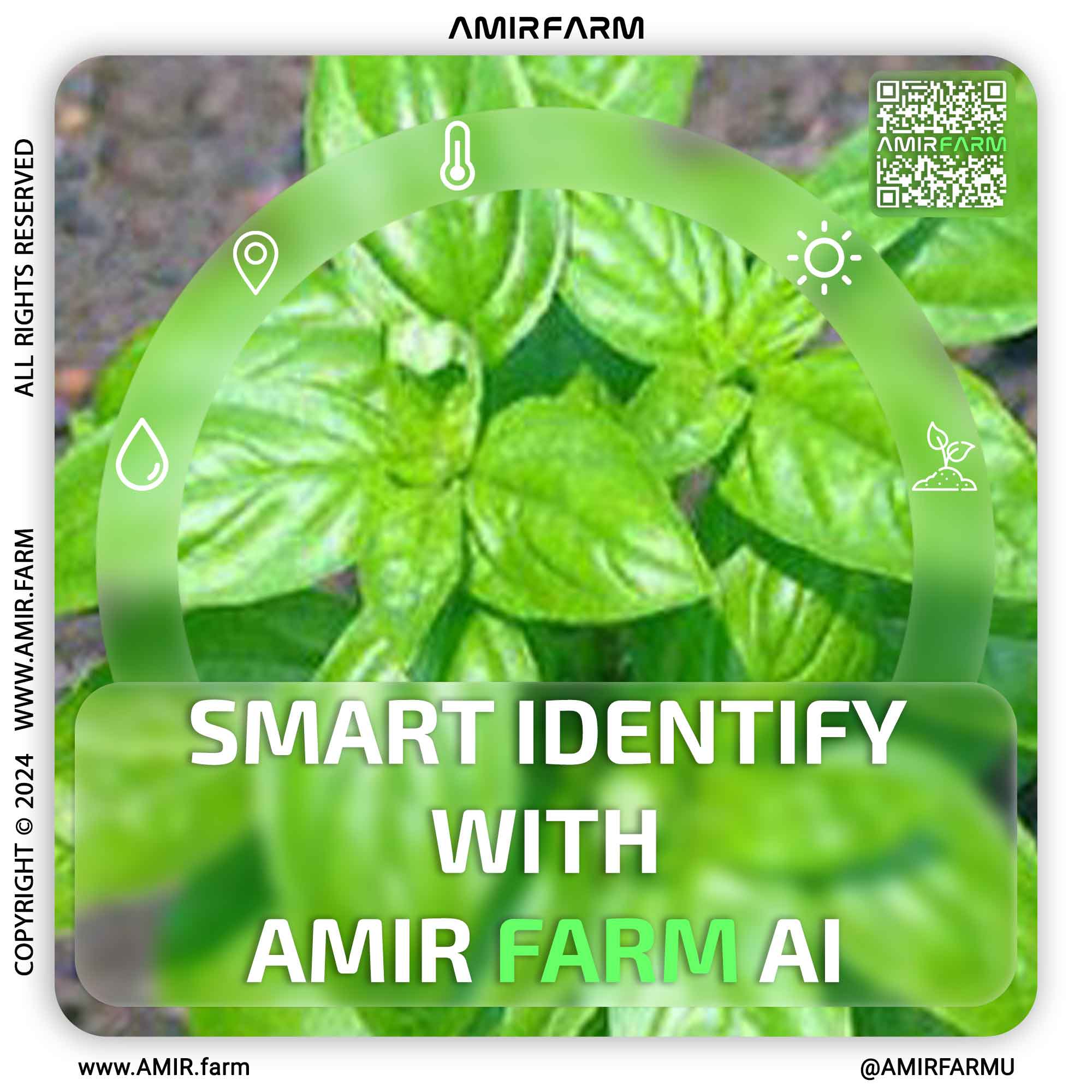 IDENTIFY - AMIR🟢FARM